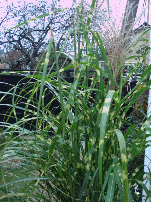 Miscanthus sinensis ‘Zebrinus’ 3l