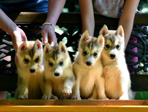 Sibirski haski - Siberian Husky