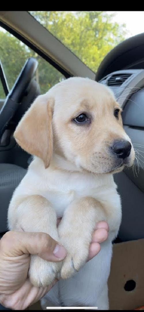 Labrador Retriver VRHUNSKI štenci