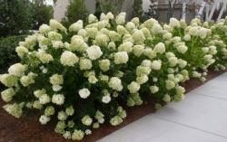 Hydrangea paniculata Limelight