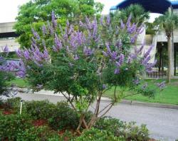 P369-Vitex agnus - Leptir žbun-1 sadnica