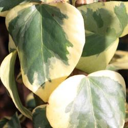 Hedera colchica