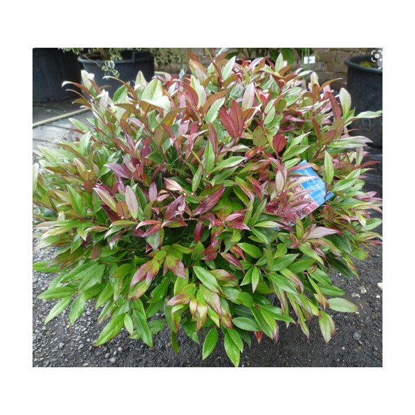 Leucothoe walteri ' Zeblid' • C 4 l • 30-40cm