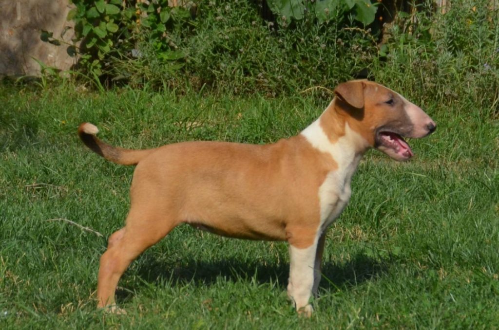 Bull Terrier štenci