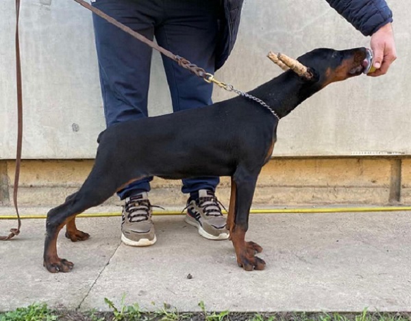 Doberman štenci