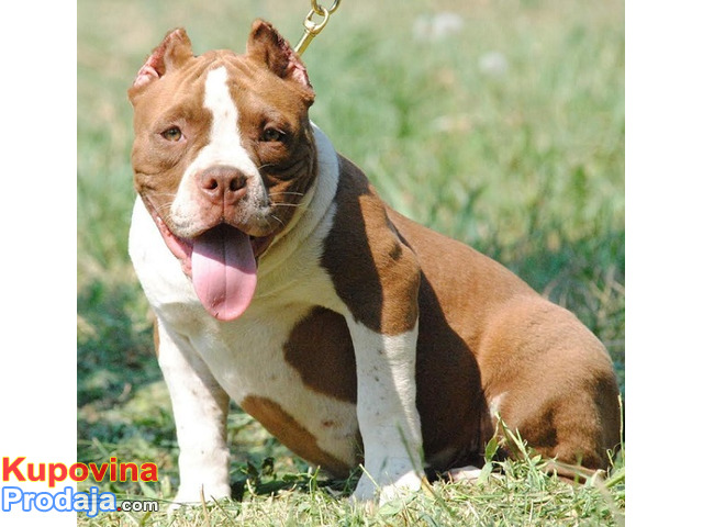 American bully pocket micro