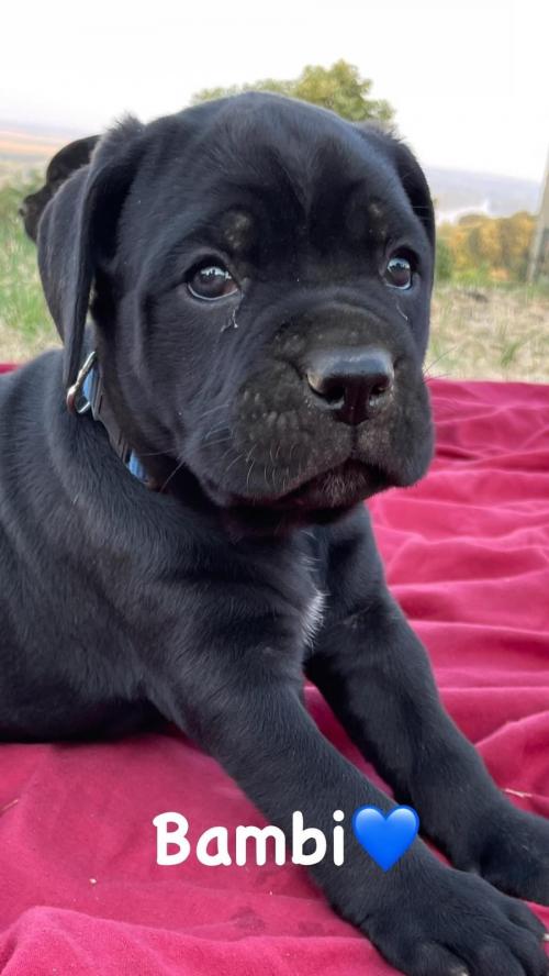 Stenci Cane Corso na prodaju