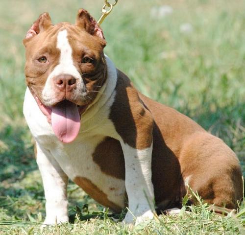 American bully pocket micro