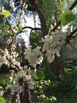 judino drvo beli cvet