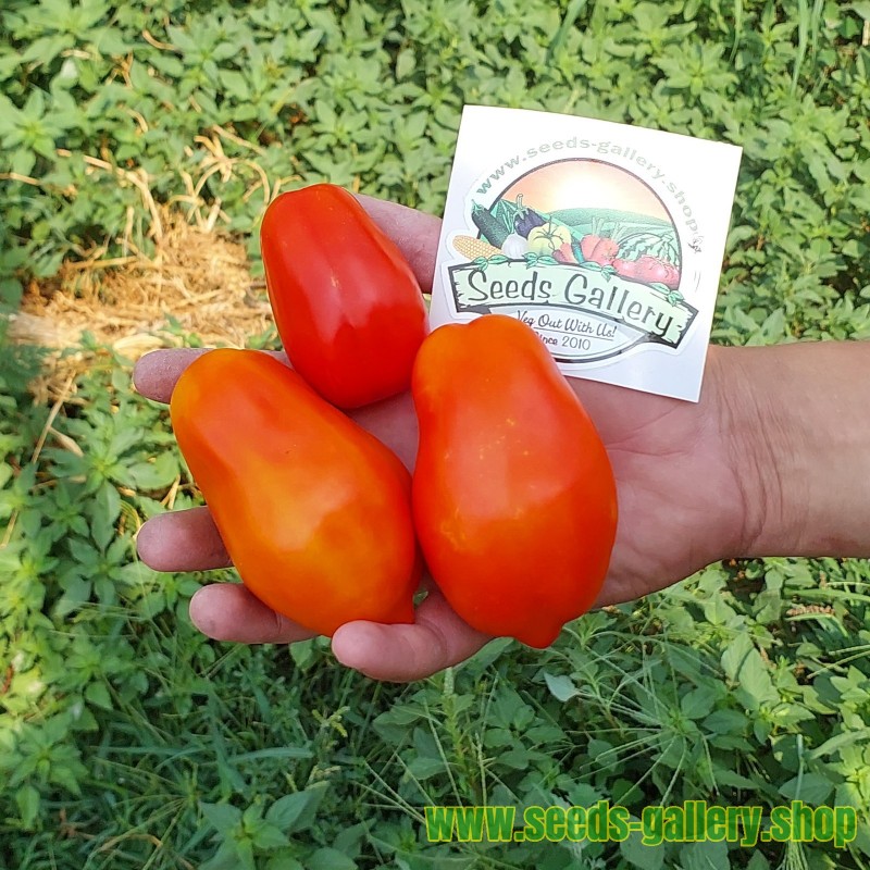 Seme paradajza Scatalone