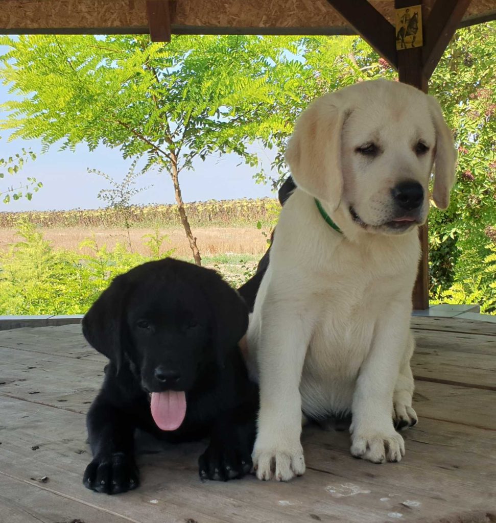 Labrador Retriver