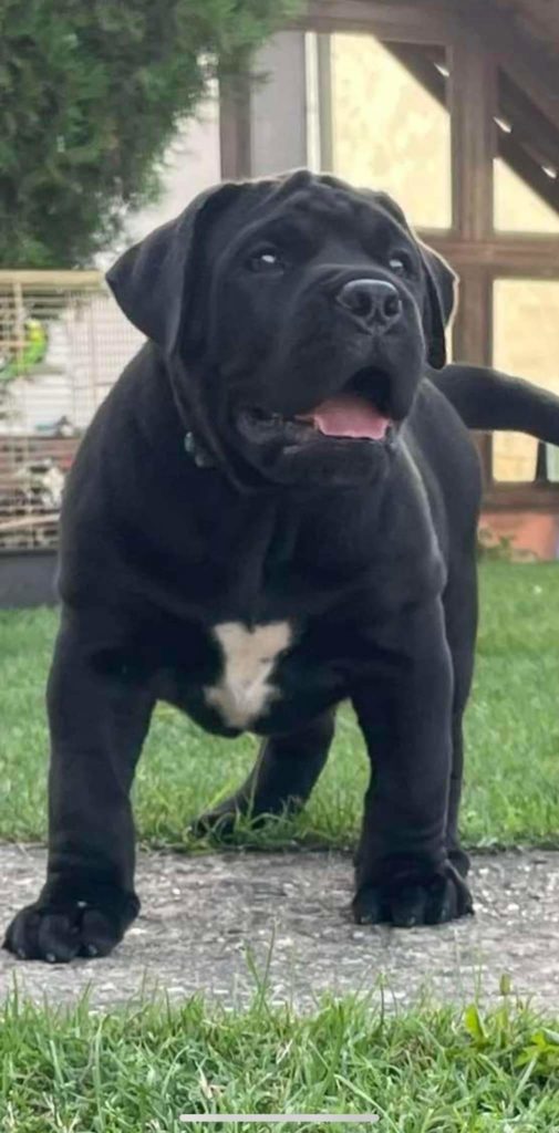 Južnoafrički mastif Boerboel ( South African Mastiff- Boerboel )