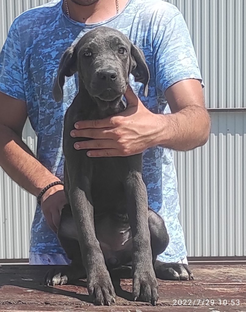 Cane Corso