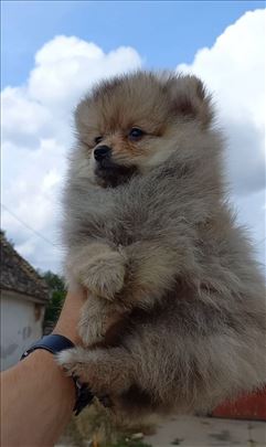 Pomeranac Boo