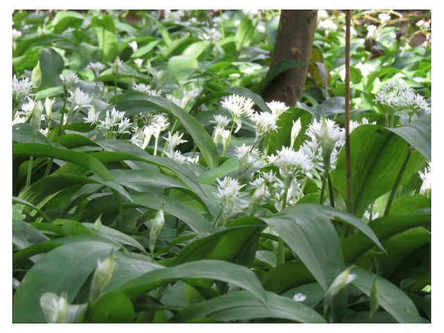 Sremuš -Allium ursinum