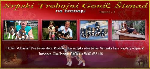 Srpski Trobojni Gonič