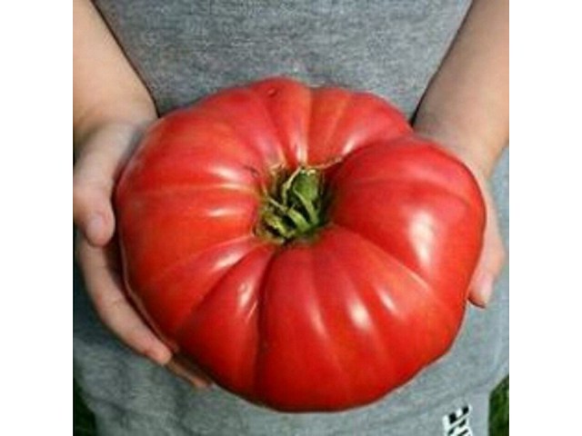 Seme Ruskog paradajza - Tanjuska