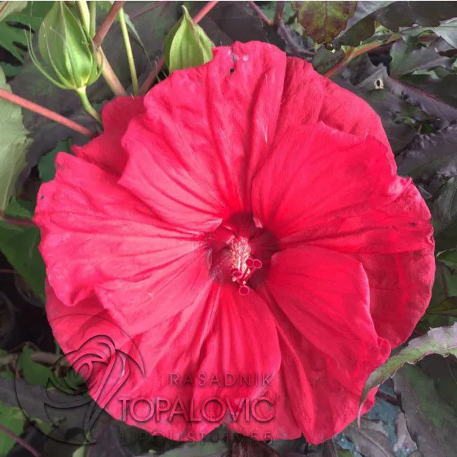 Hibiscus moscheutos 'Carousel Red Wine' • P 15 • 60/80 cm