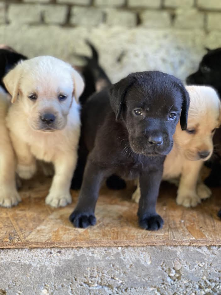 Labrador Retriver VRHUNSKI štenci-DRESIRANI