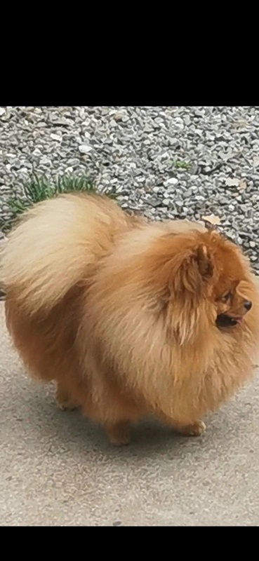 Pomeranac