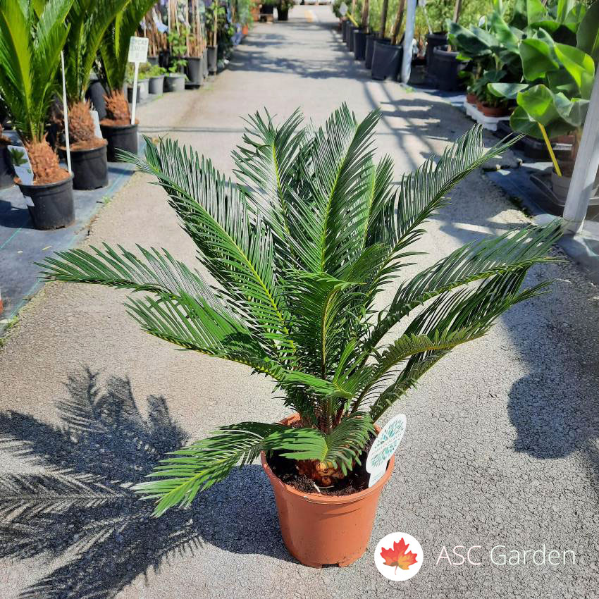 Cikas palma – Cycas revoluta 60 cm