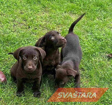 Labrador štenci čokoladne boje