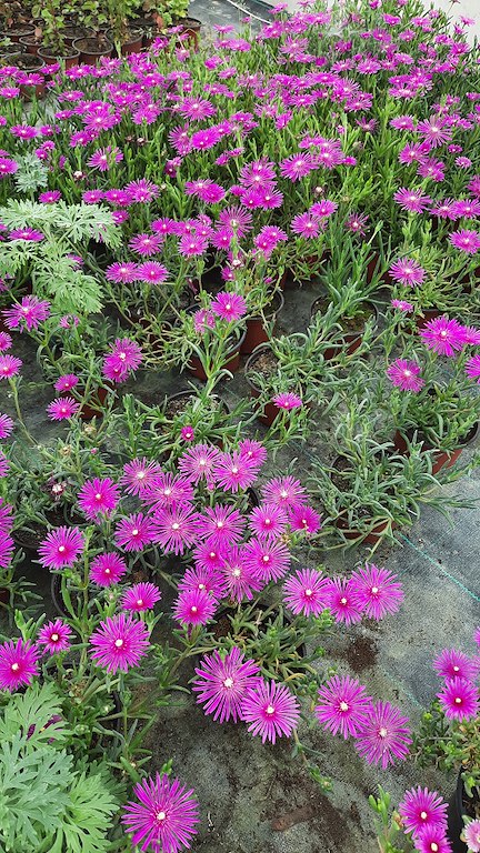 Delosperma cooperi’ 0,8l