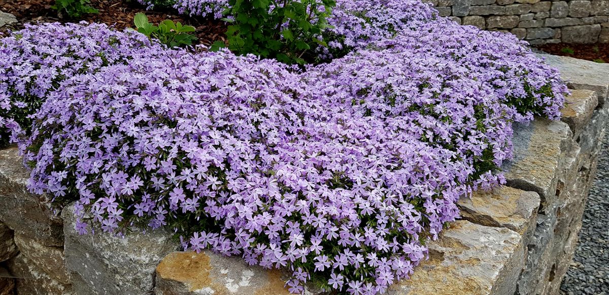 Phlox subulata ‘Emerald Blue’