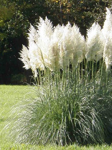 Cortaderia selloana – Pampas trava 3l