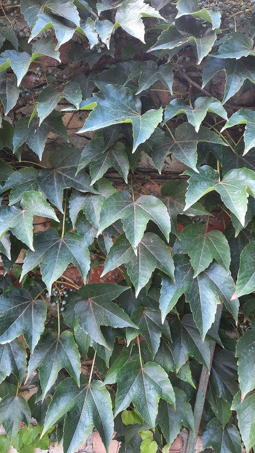 Parthenocissus tricuspidata- Troprsta lozica