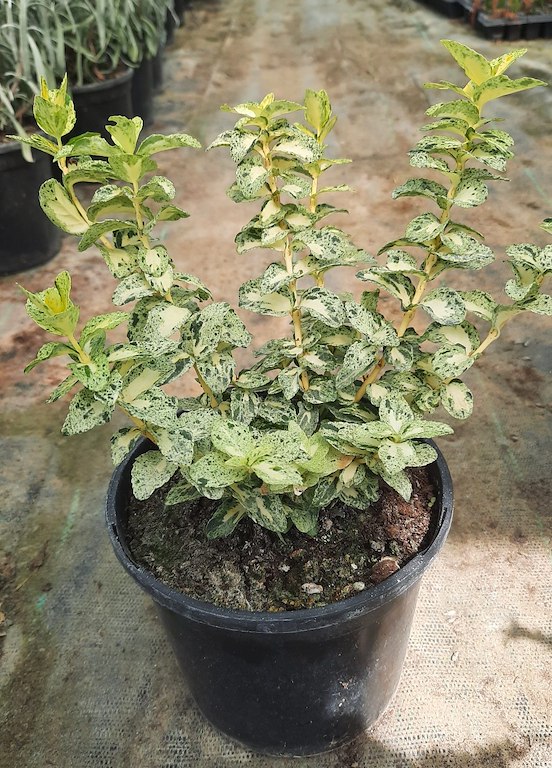 Euonymus fortunei „Golden Harlequin“ 1,5l