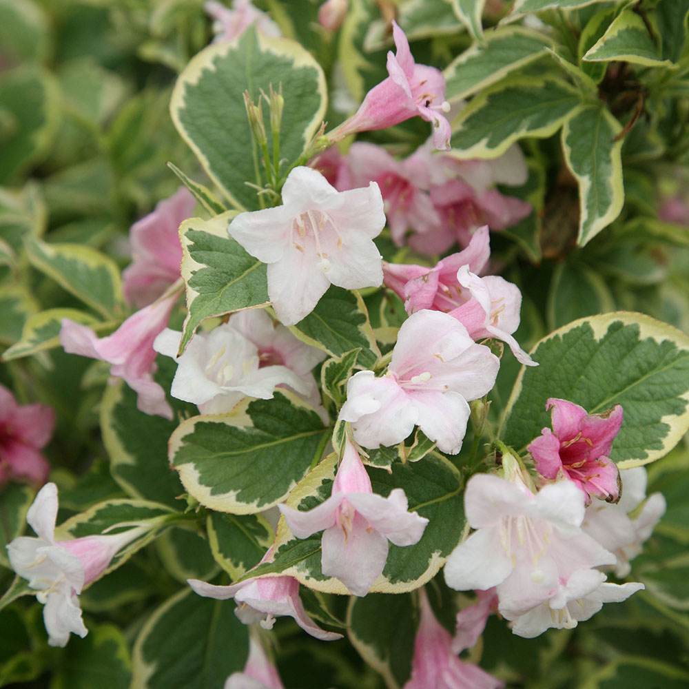 Weigela ‘Florida Variegata’