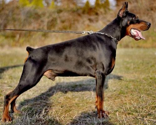 Doberman štenci