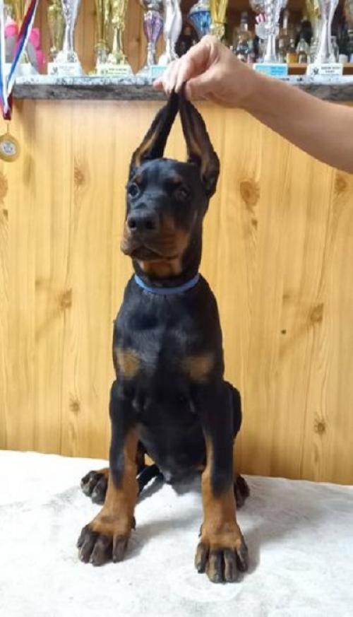 Doberman stenad