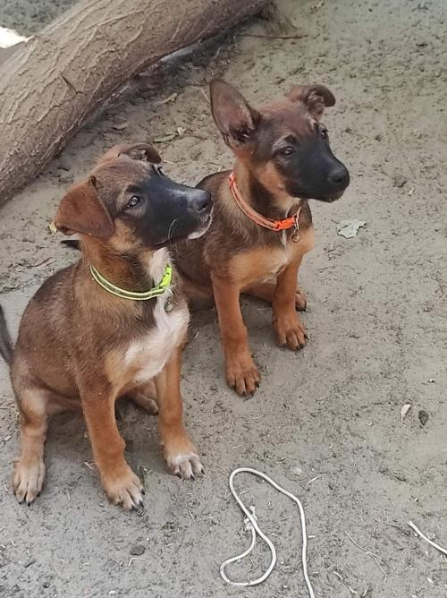 Preslatki mešanci malinoe traže dom