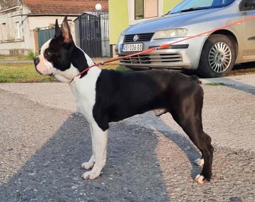 Muzjak BOSTON TERRIER star 8 meseci