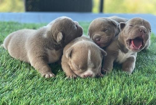 Micro American Bully