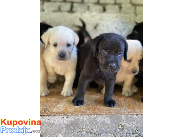 Labrador Retriver VRHUNSKI štenci-DRESIRANI