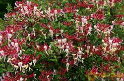 ORLOVI NOKTI - crveno belih cvetova