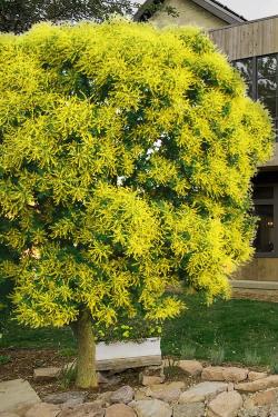 KOELREUTERIA PANICULATA-MEDONOSNO DRVO