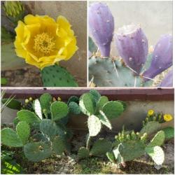 Opuntia Engelmanni Flavescens