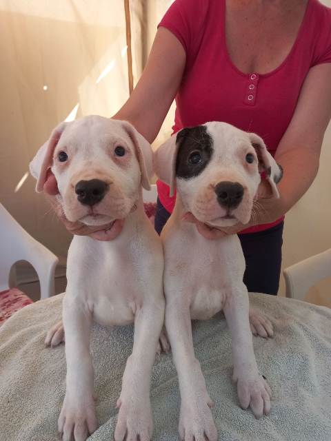 Dogo Argentino, štenci