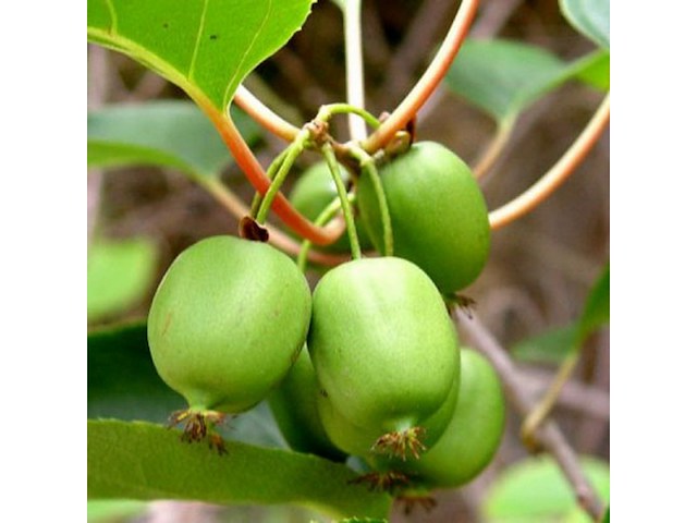 Actinidia Arguta (50 semenki) samooplodna sorta otporan