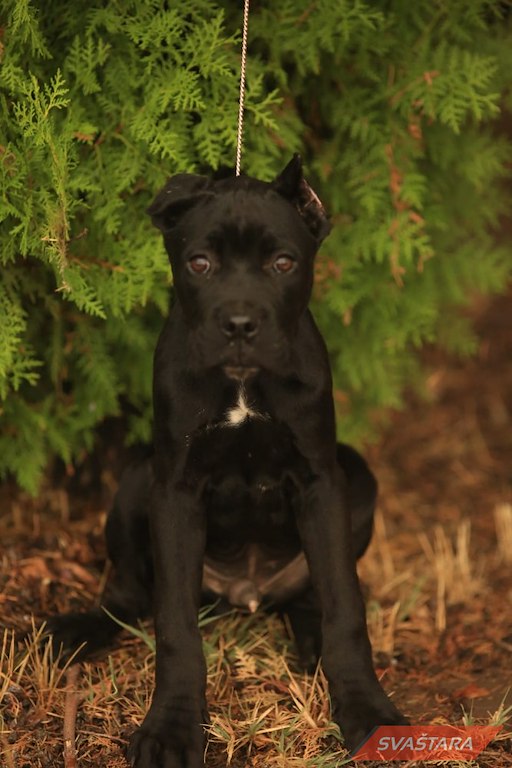 Cane Corso