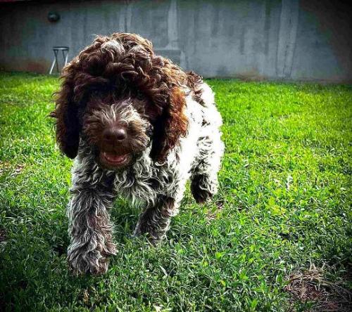 Lagotto Romagnolo štenci