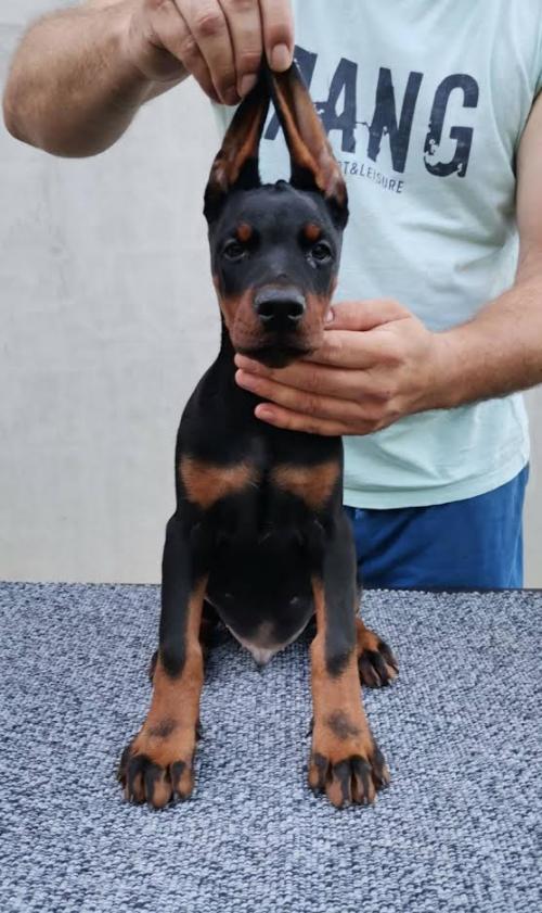 Doberman