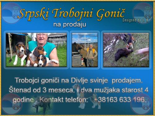 Srpski Trobojni Gonič