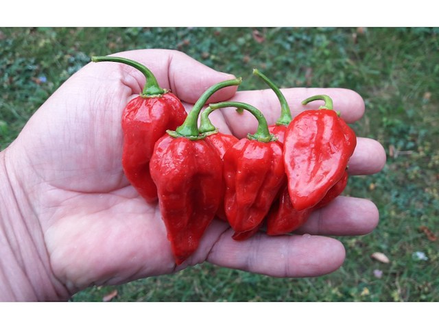 Devil`s Tongue Red - Chili pepper 20 semenki