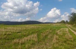 Prodajem Poljoprivredno Zemljište, Jazak, Srem Okolica