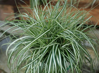 Carex Oshimensus ukrasna trava